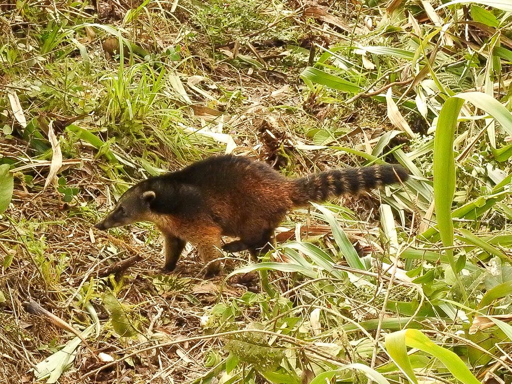 Northern Andean Páramo | One Earth