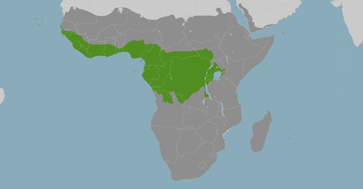 Equatorial Afrotropics | One Earth