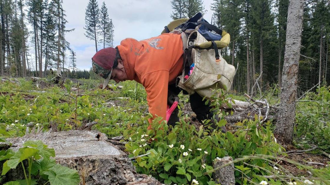 Enhancing Forest Resilience through the Mother Tree Project in British ...