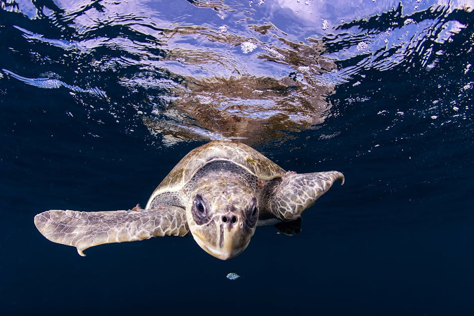 Rare sea turtles are setting new nesting records throughout the ...