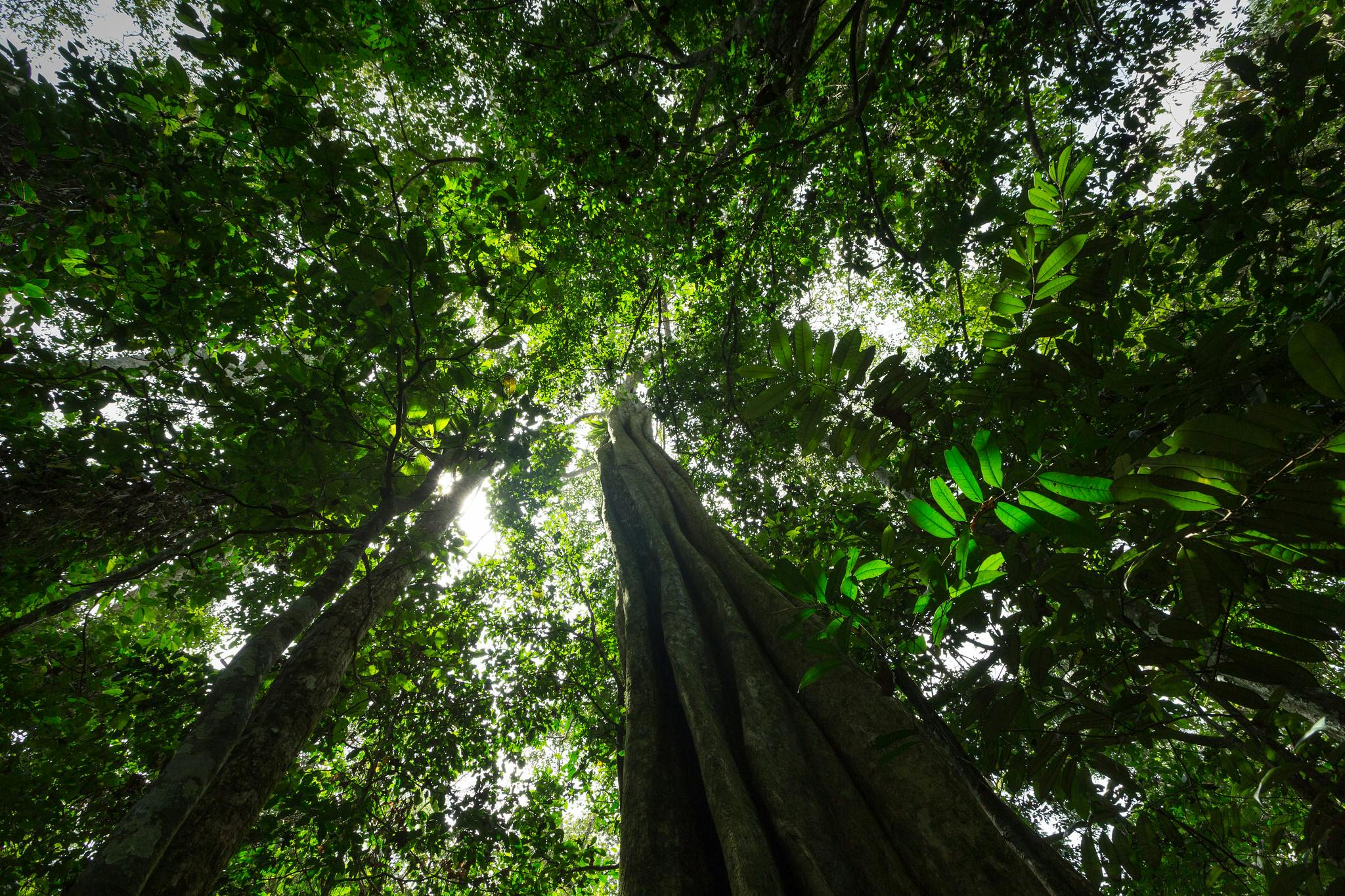Northwest Congolian Lowland Forests | One Earth
