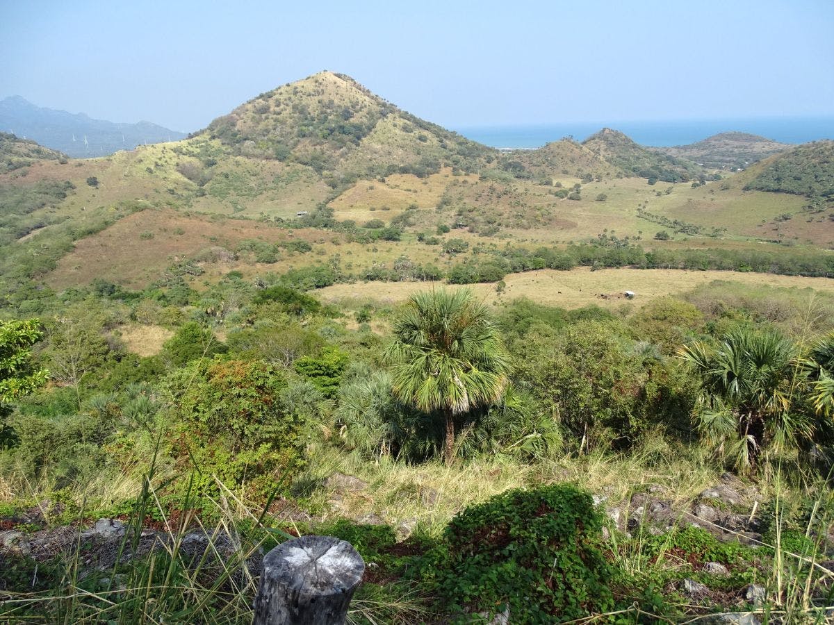 Veracruz Dry Forests | One Earth