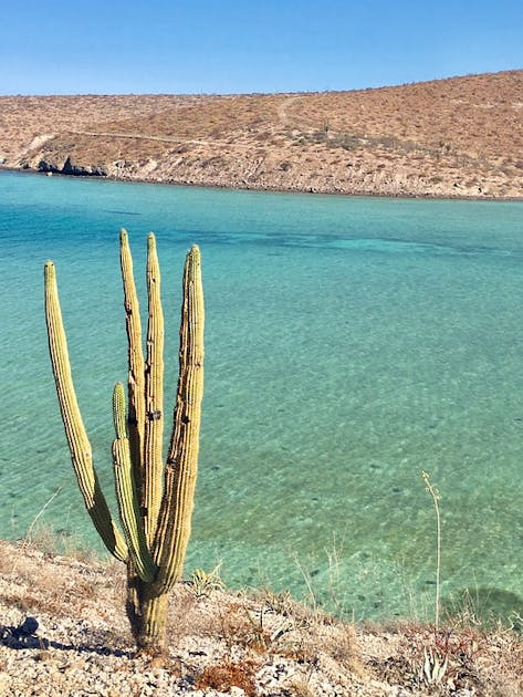 Gulf of California Xeric Scrub | One Earth
