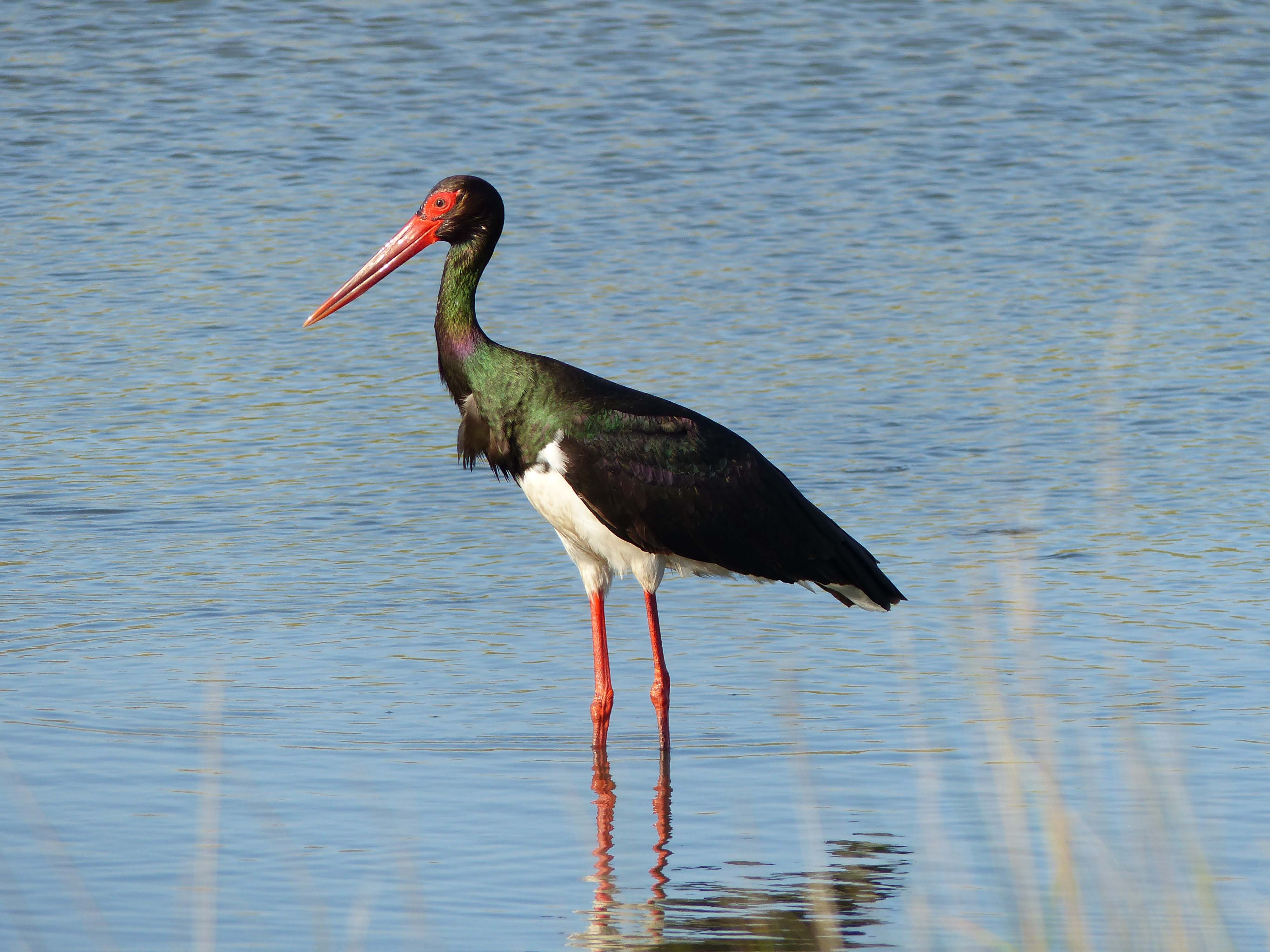 Alashan Plateau Semi-Desert | One Earth