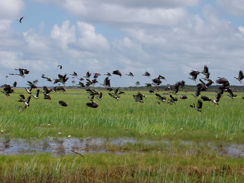 Trans Fly Savanna and Grasslands | One Earth