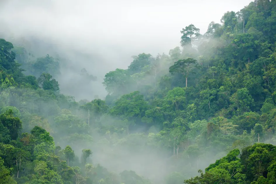 Tenasserim-South Thailand Semi-Evergreen Rainforests | One Earth