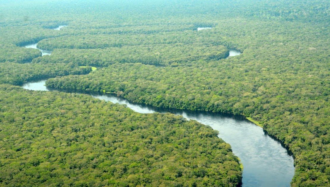 Central Congolian Lowland Forests | One Earth