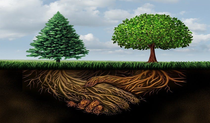 Welcome to the Wood Wide Web | One Earth