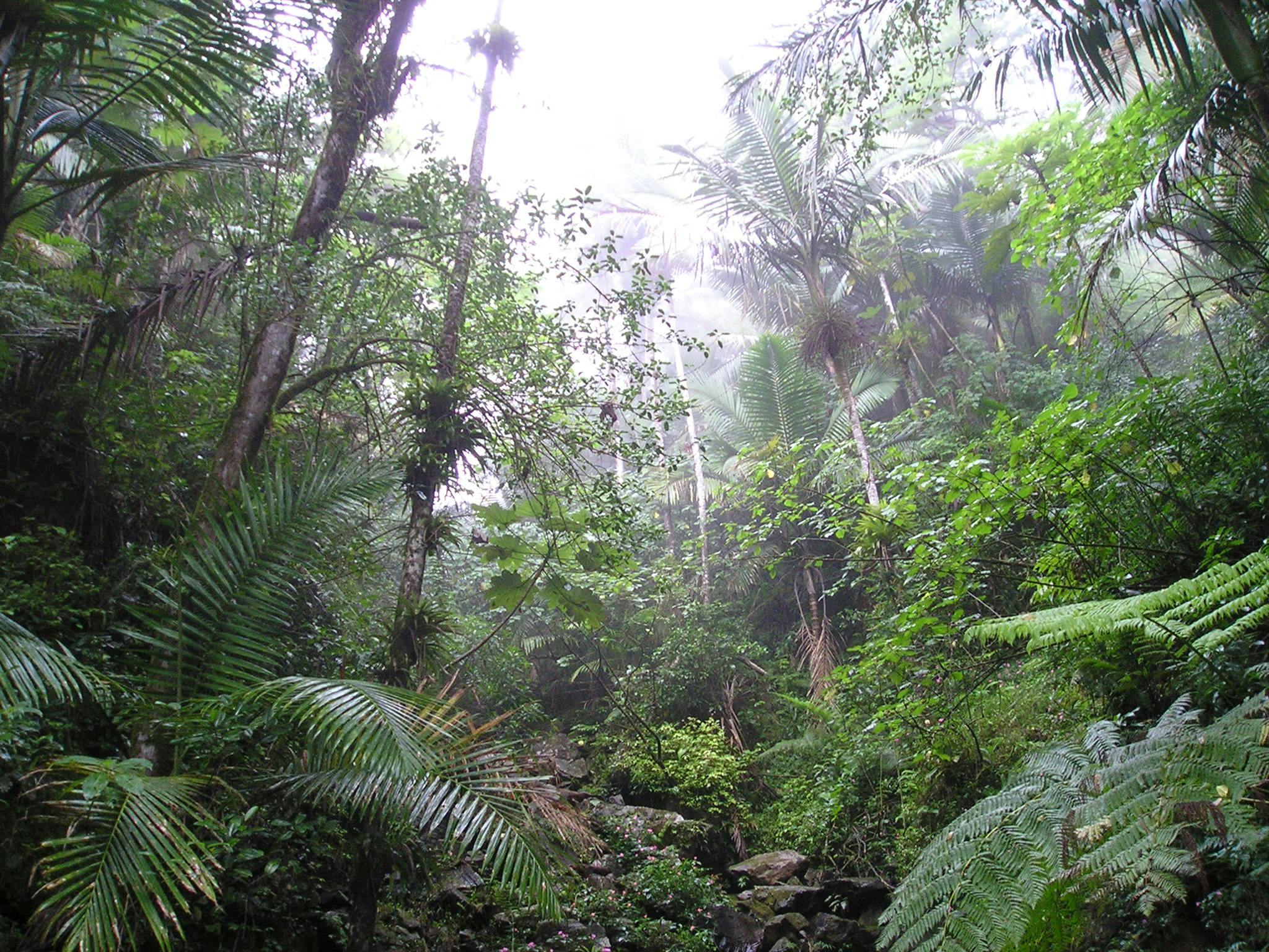 Puerto Rican Moist Forests | One Earth