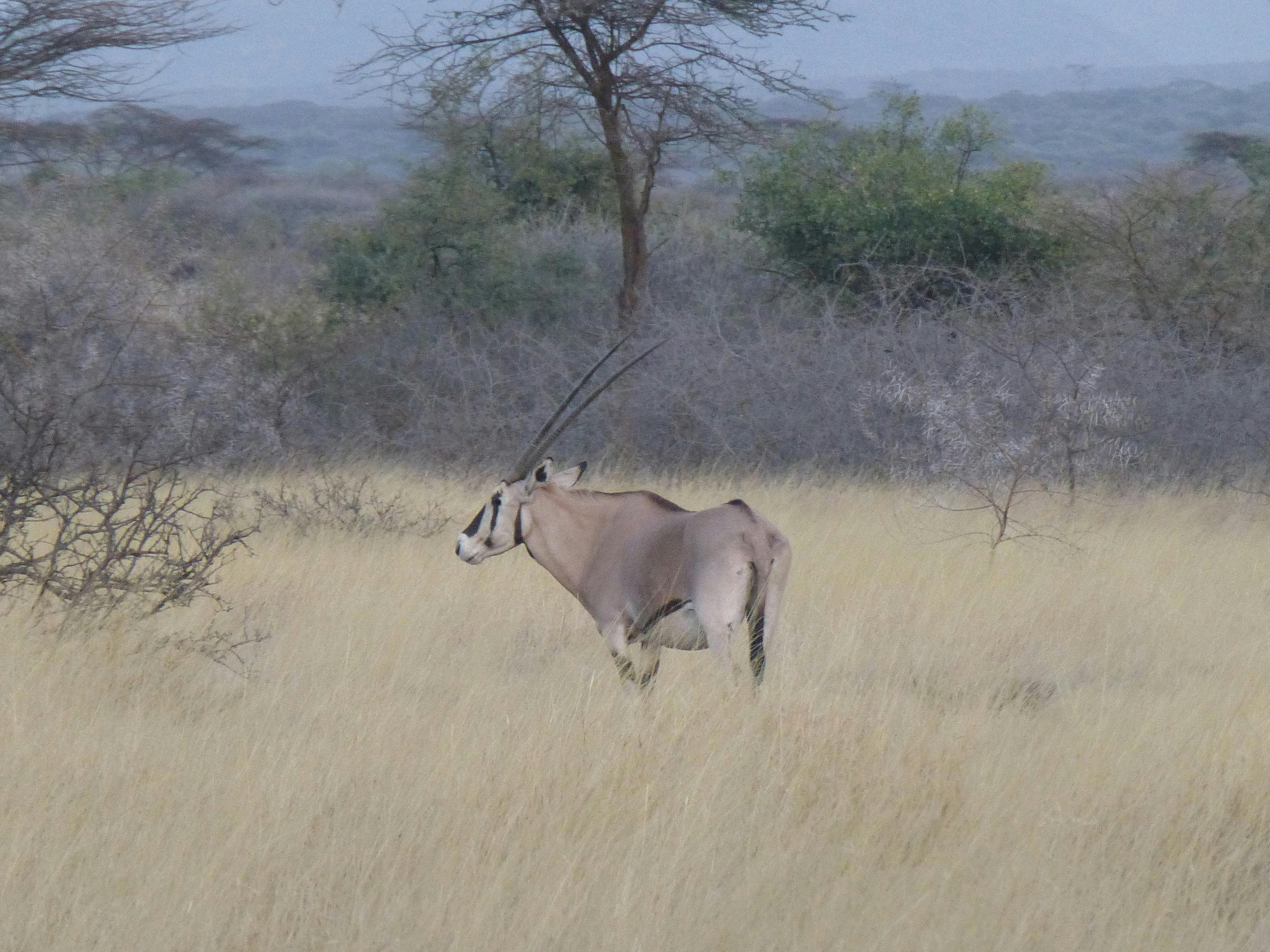 Somali Acacia-Commiphora Bushlands and Thickets | One Earth