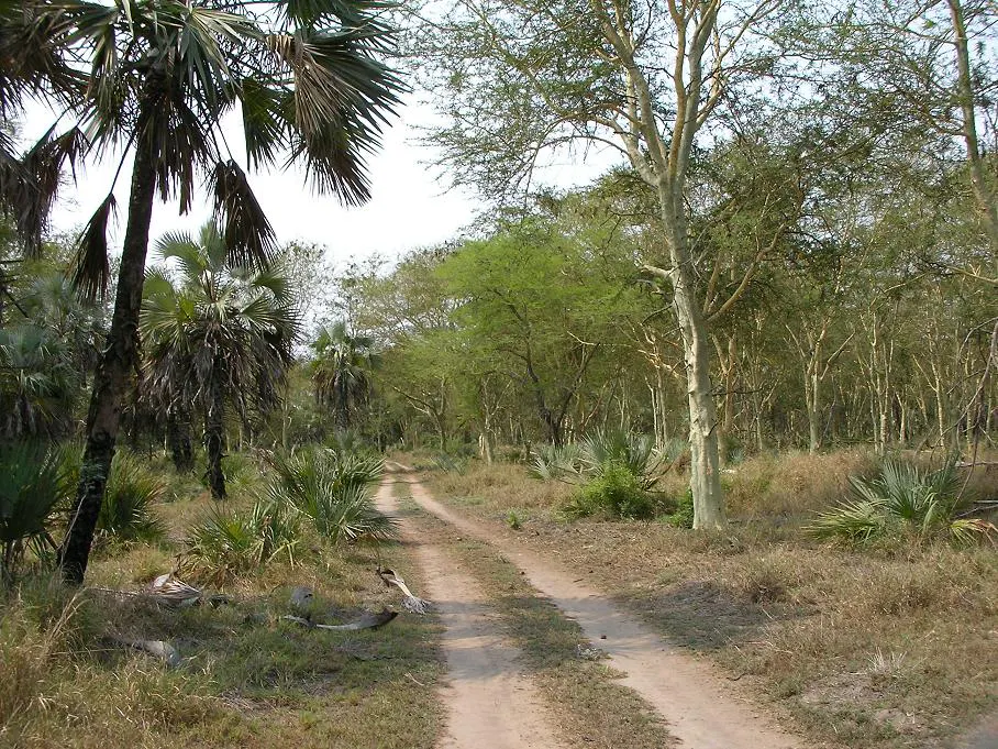 Zambezian-Limpopo Mixed Woodlands | One Earth