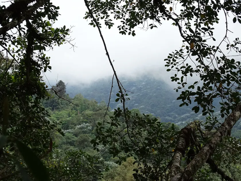 Cauca Valley Montane Forests | One Earth