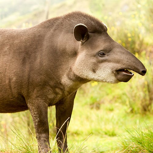 Andean Mountain Forests & Valleys (NT11) | One Earth