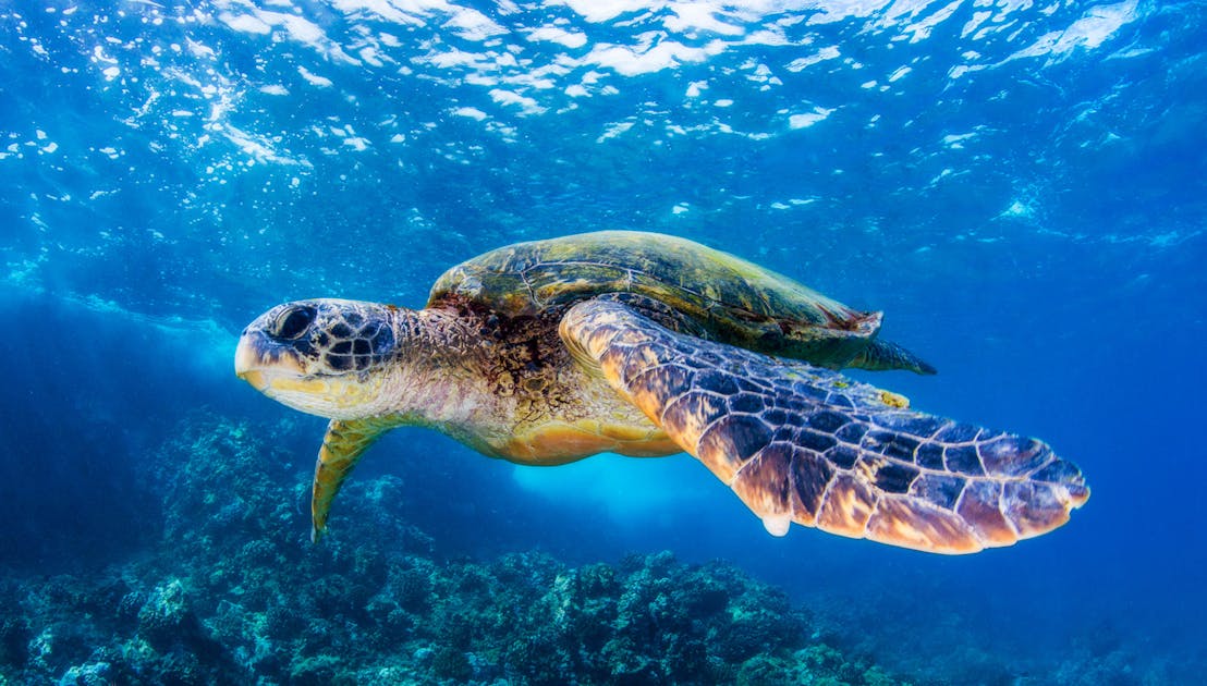 Diving deep into the life of green sea turtles | One Earth