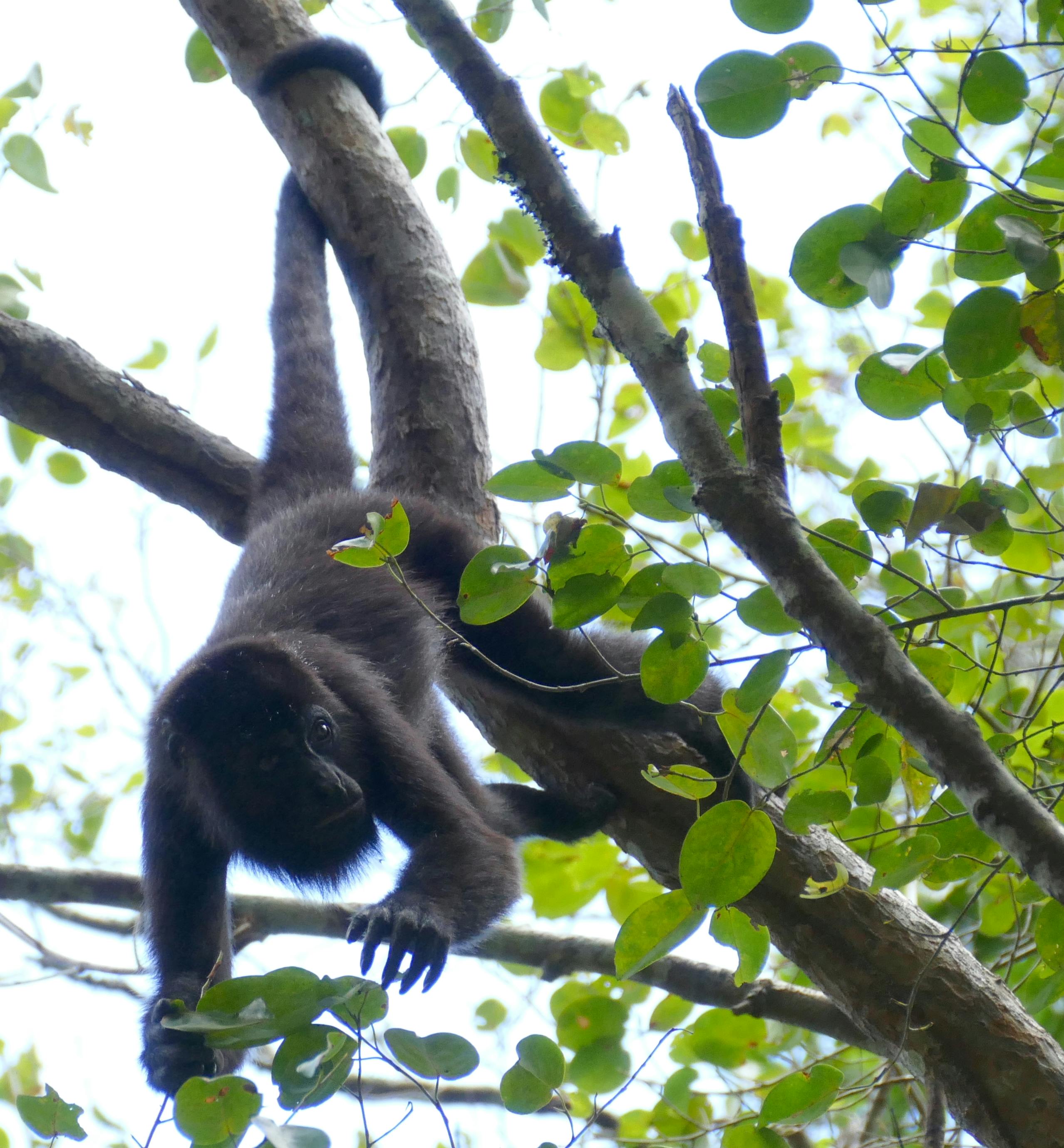 Yucatan Moist Forests | One Earth