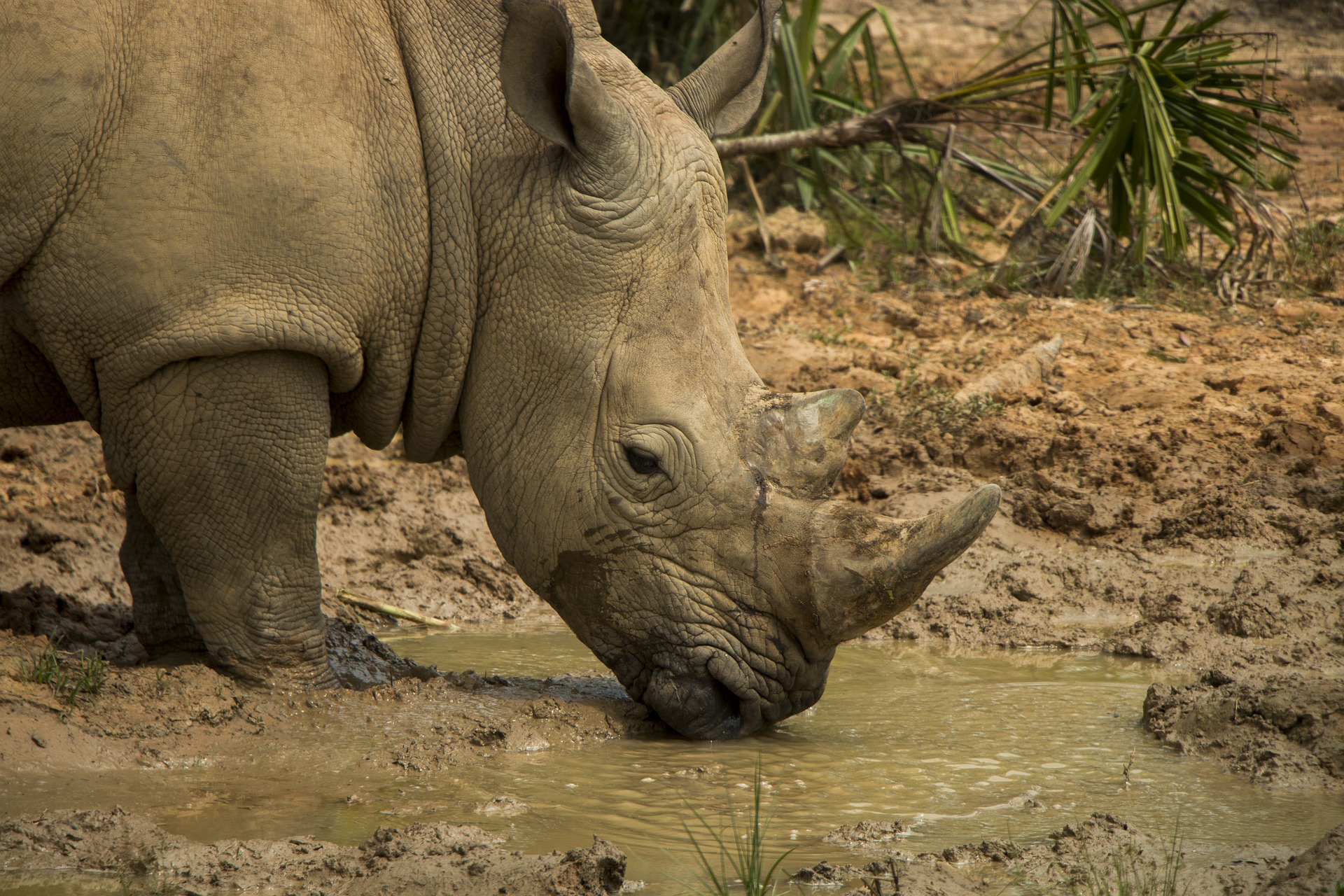 Projects | Rhino Recovery Fund