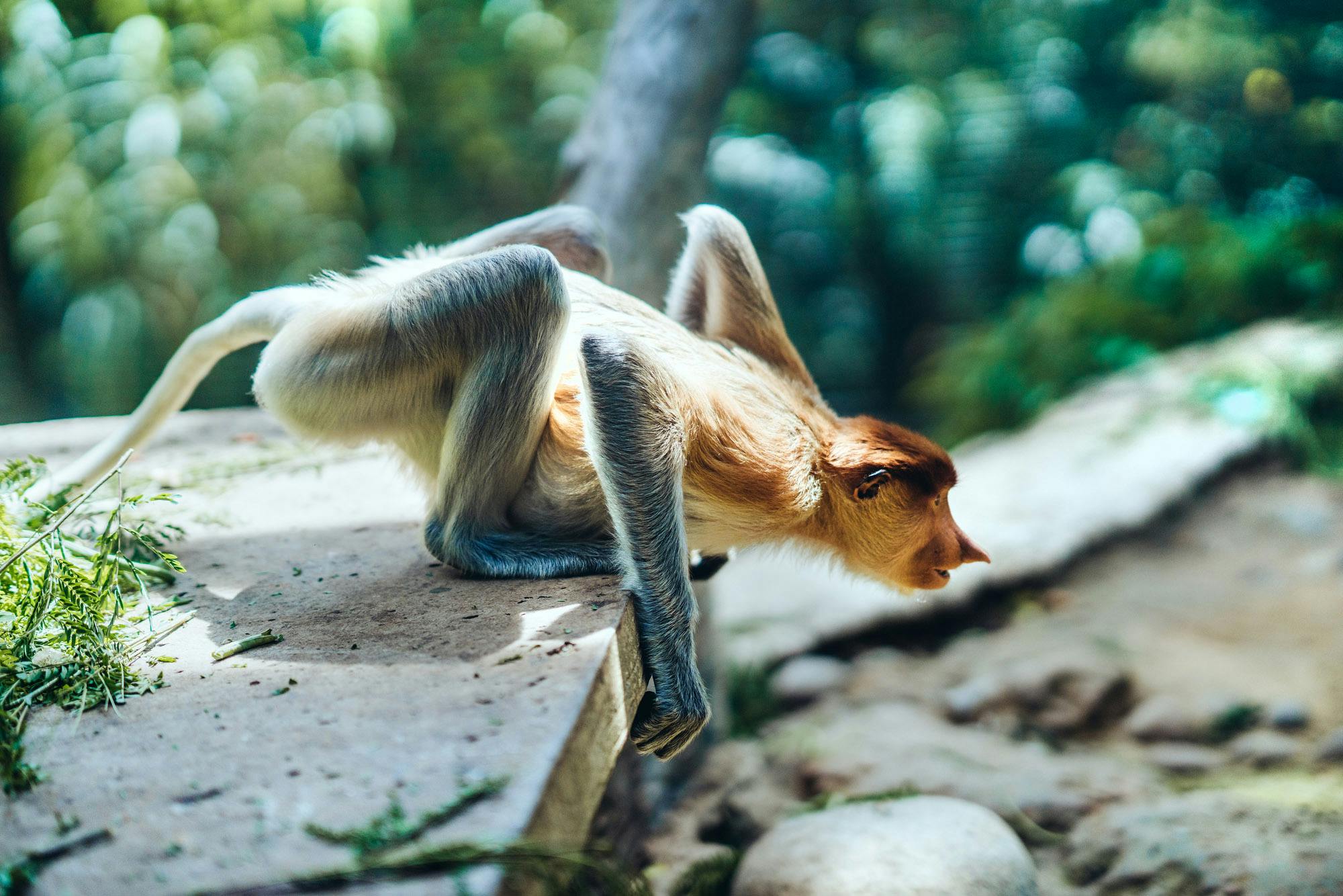 The Sabah, Borneo and Kota Kinabalu Travel Guide | Away Lands