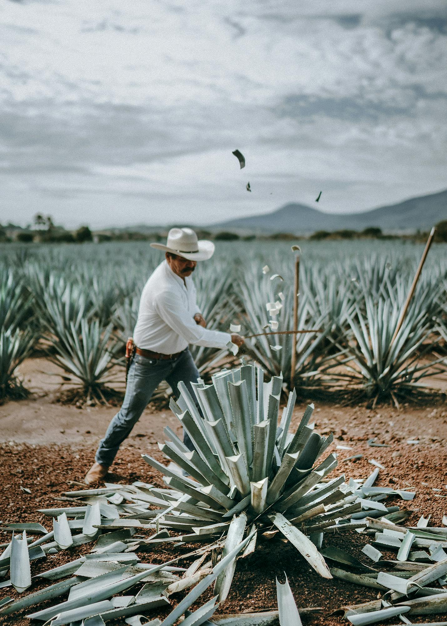 How To Take The Jose Cuervo Tequila Express Train To The Magical Town