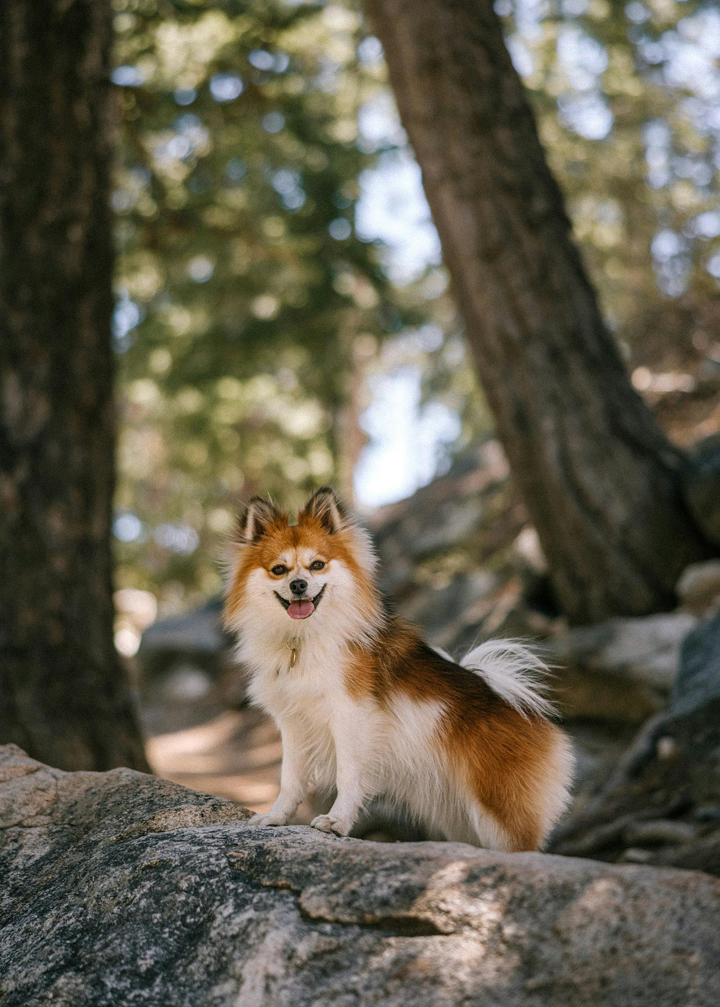 How to Travel with Dogs: The Guide to Pet-Friendly Hotels and Road ...