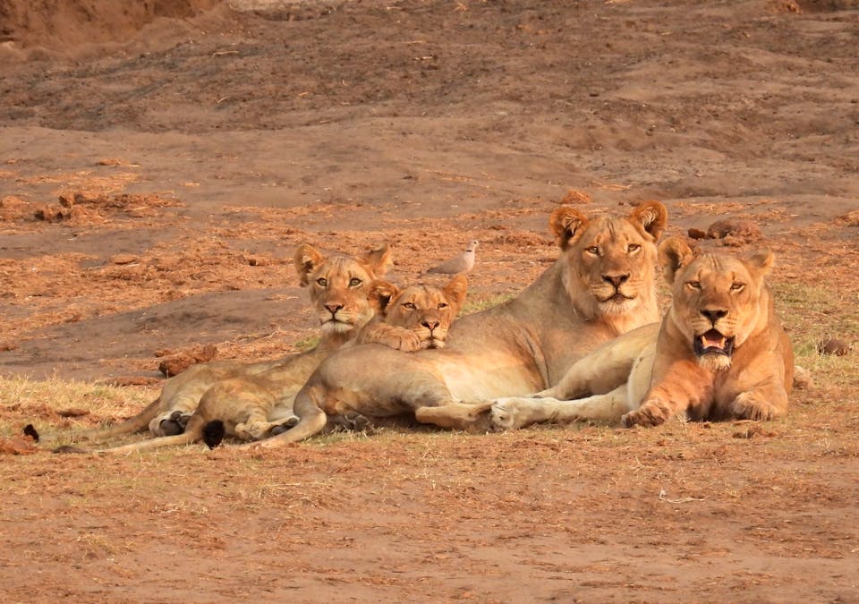 Scout and de-snaring support for lion survival | Lion Recovery Fund
