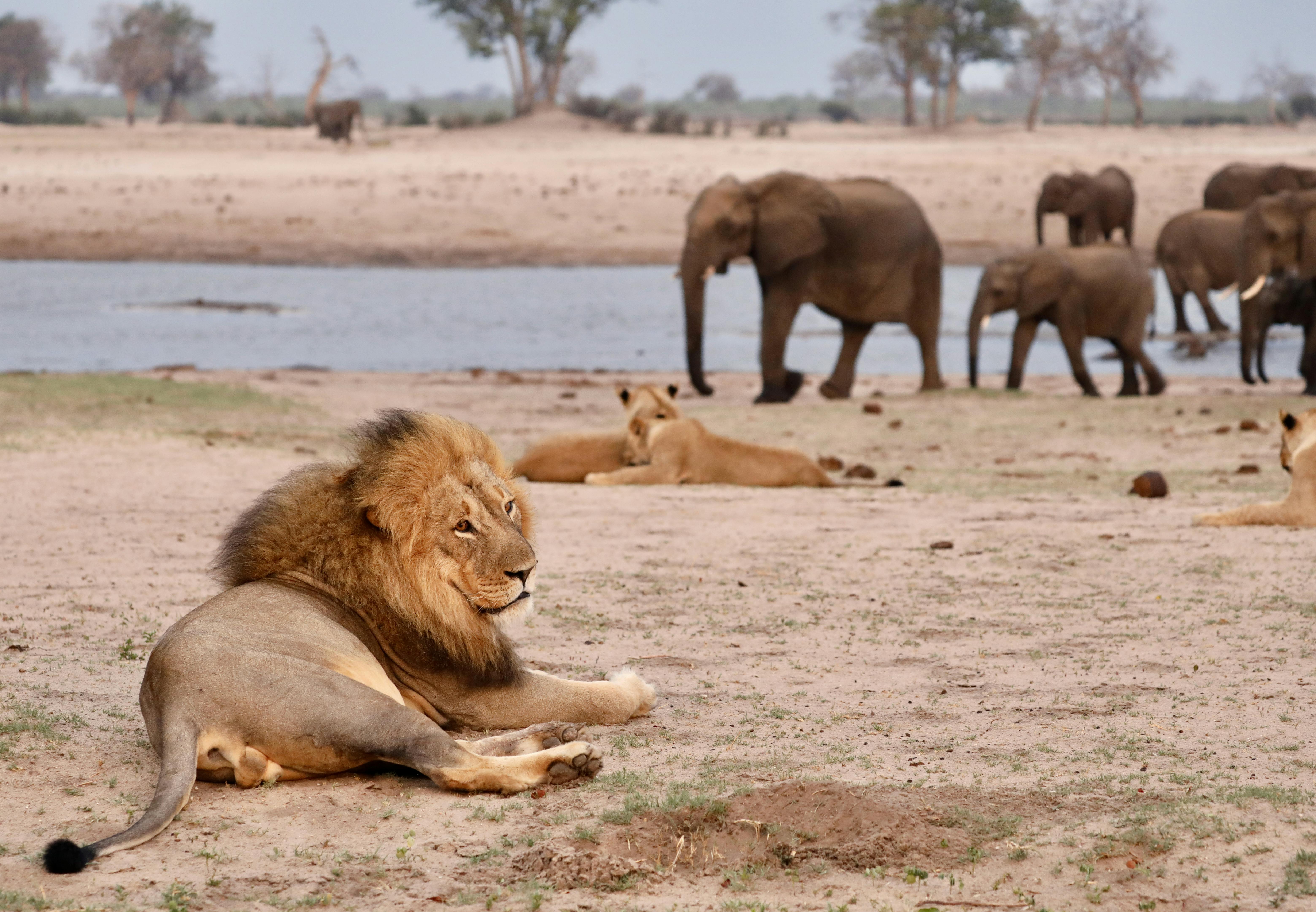 Hwange National Park, Zimbabwe’s Lion and Elephant Stronghold | Lion ...