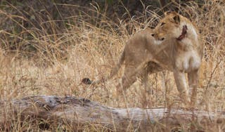 Threats to Lions | Lion Recovery Fund