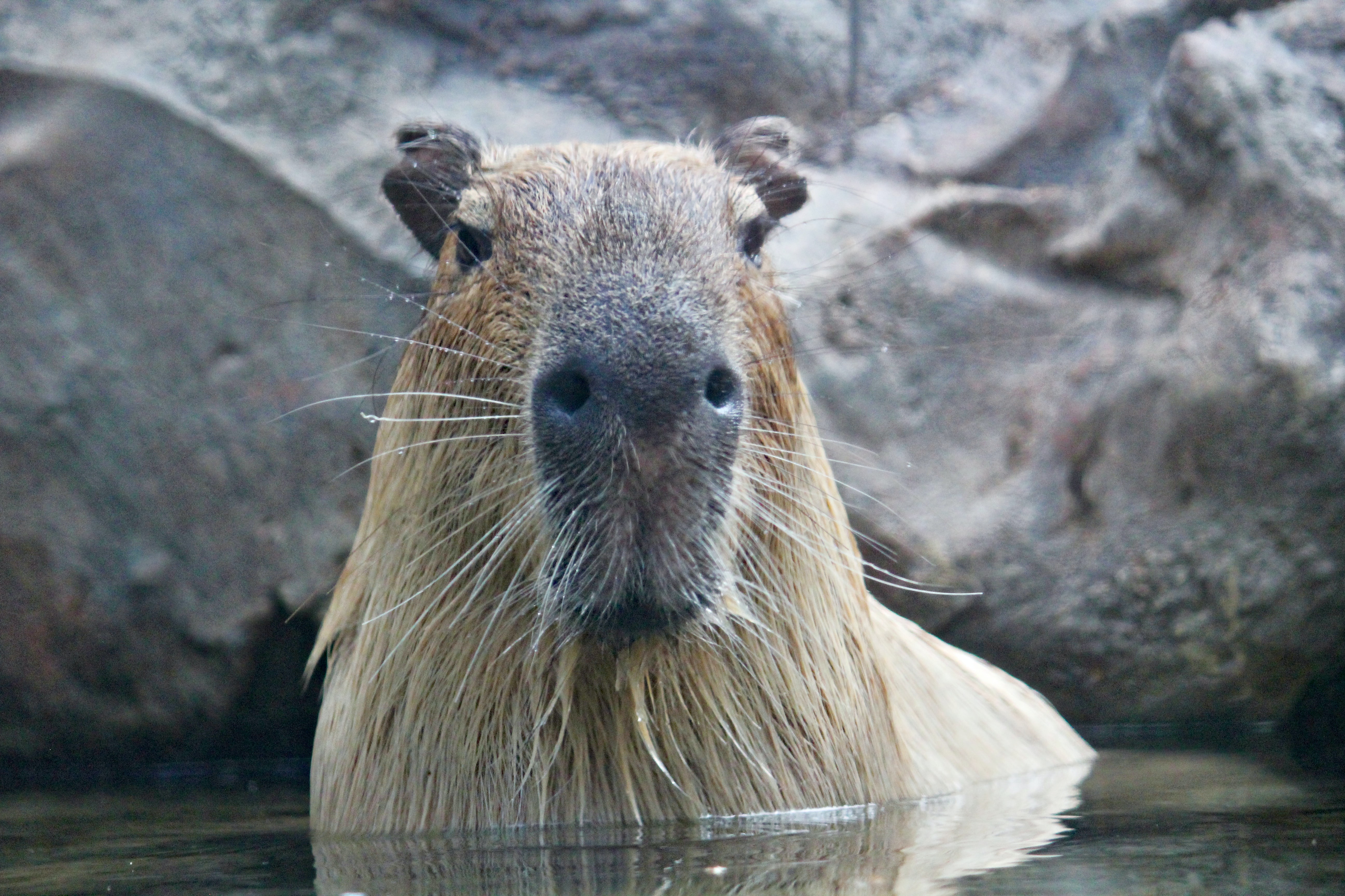 Female capybaras control their own mating destinies