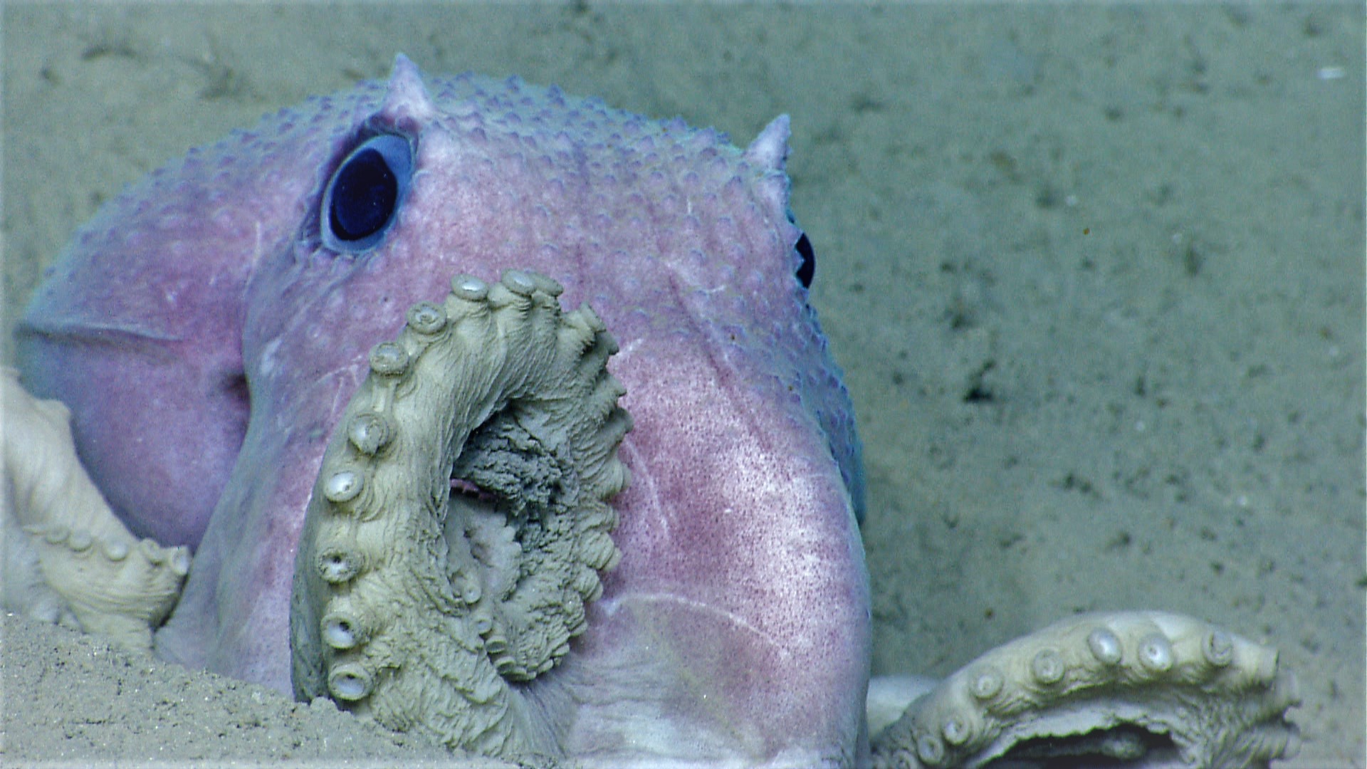 Octopuses sometimes punch fish out of spite