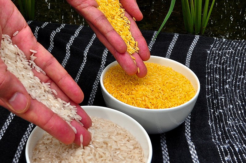 Researchers made golden rice extra gold with CRISPR