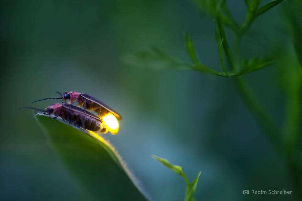 Artificial lights are disrupting firefly mating, putting them on the ...