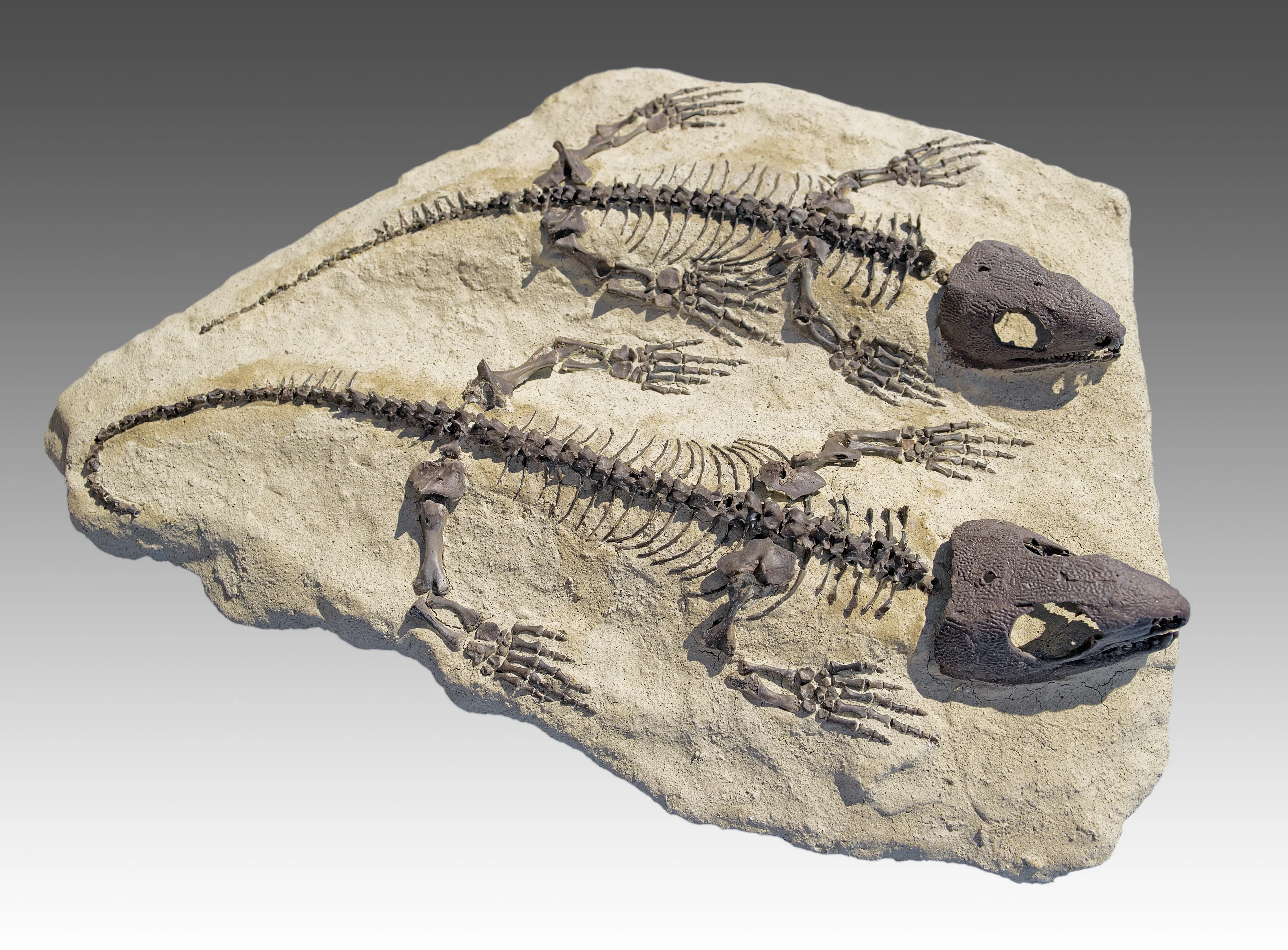 This extinct reptile was a righty, research shows
