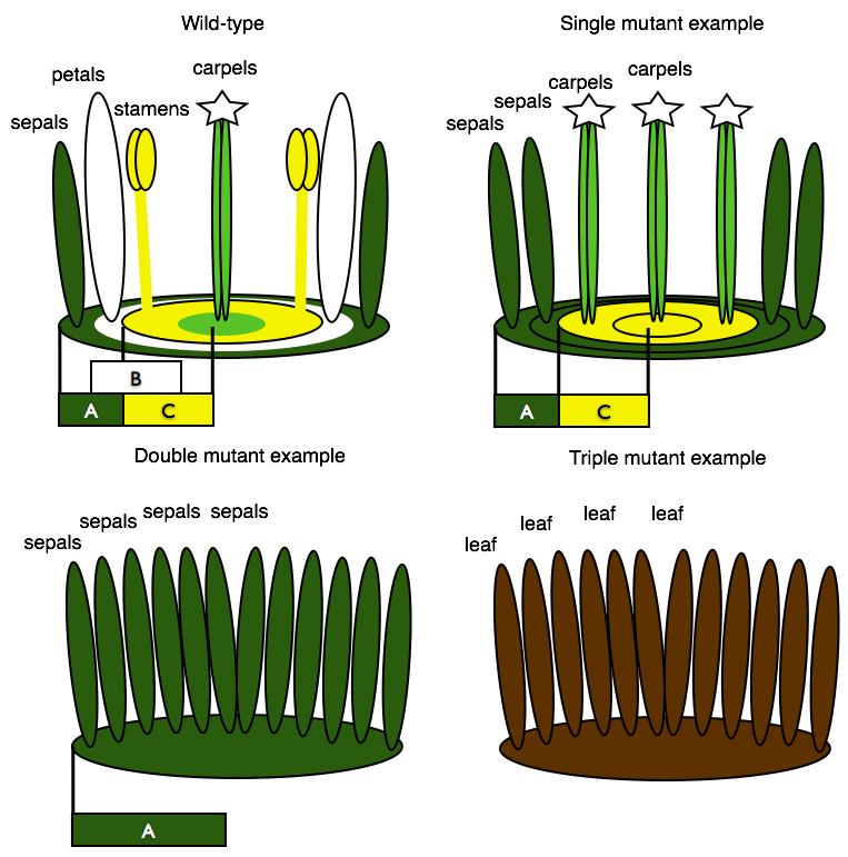 Most of your favorite flowers are mutants