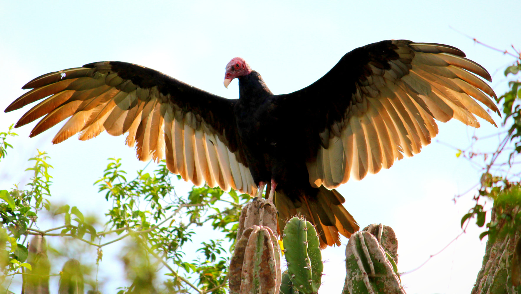 Animals that eat rotting meat have unique gut microbiomes