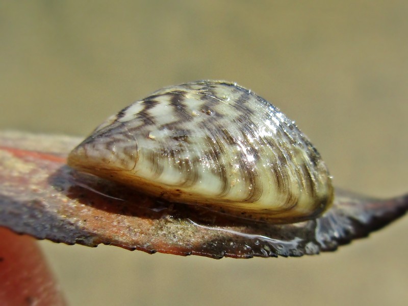 Freshwater zebra mussels deal with microplastics surprisingly well