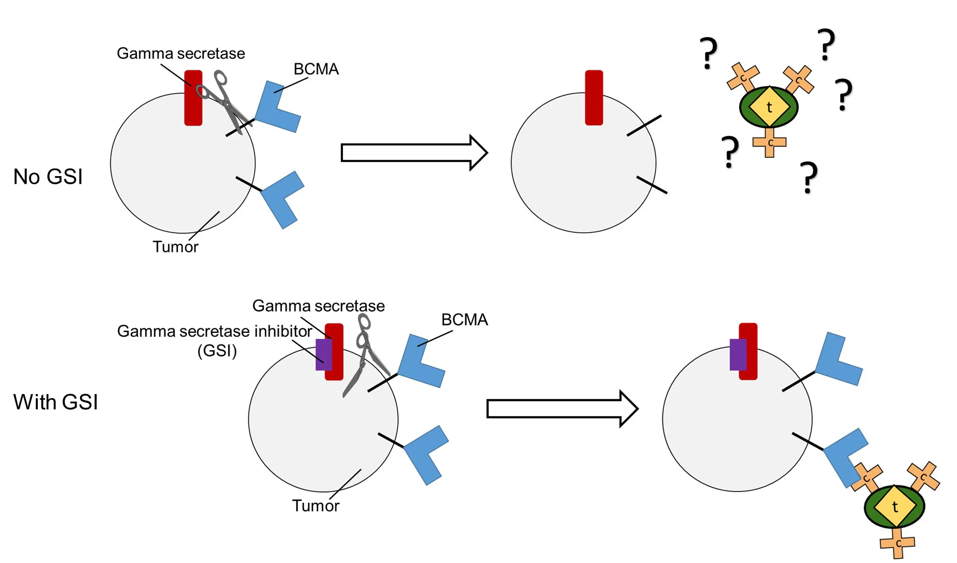 A failed Alzheimer's drug stops cancer cells from shedding their coats ...