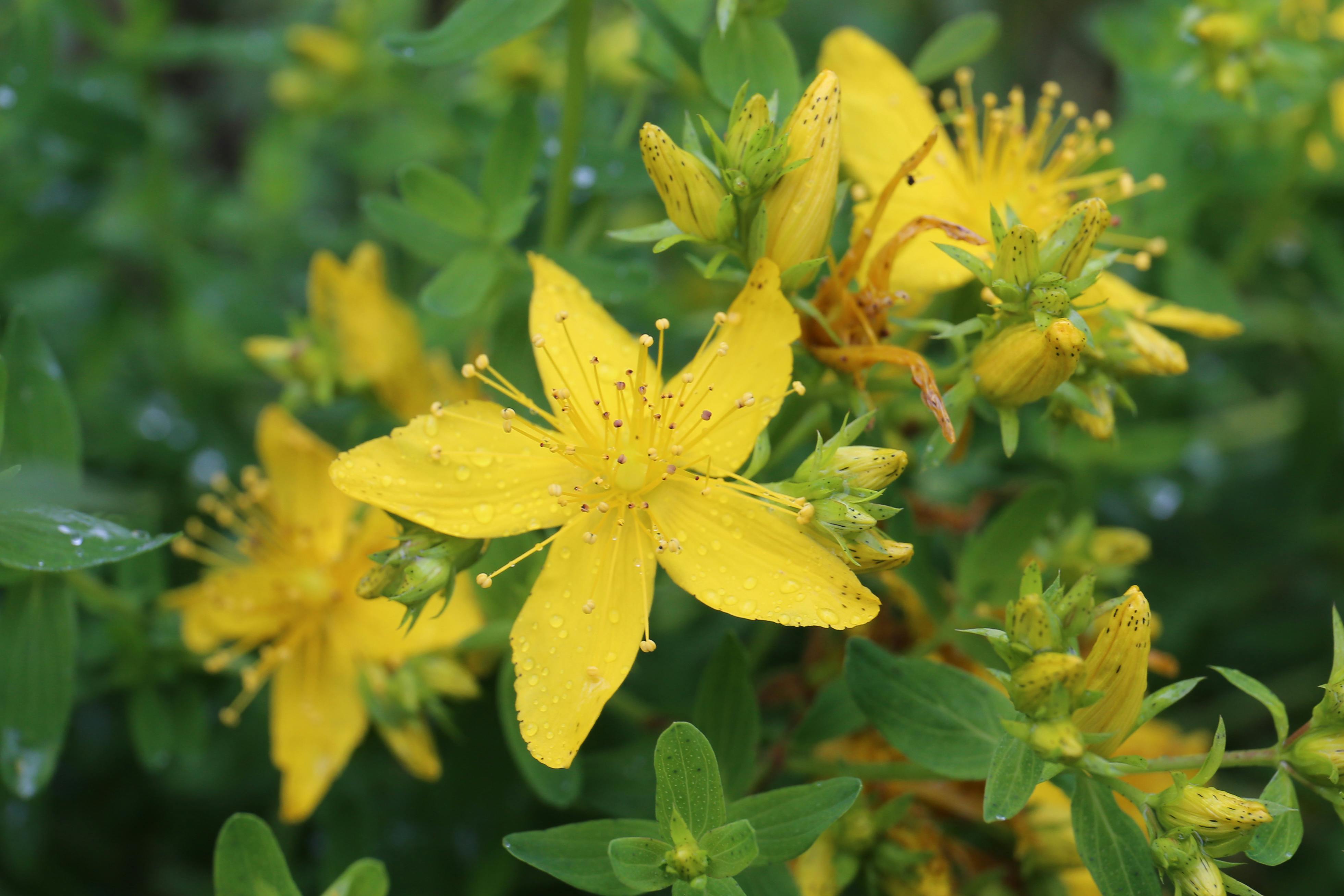 Meet Jane Colden, the 18th century botanist snubbed by Linnaeus