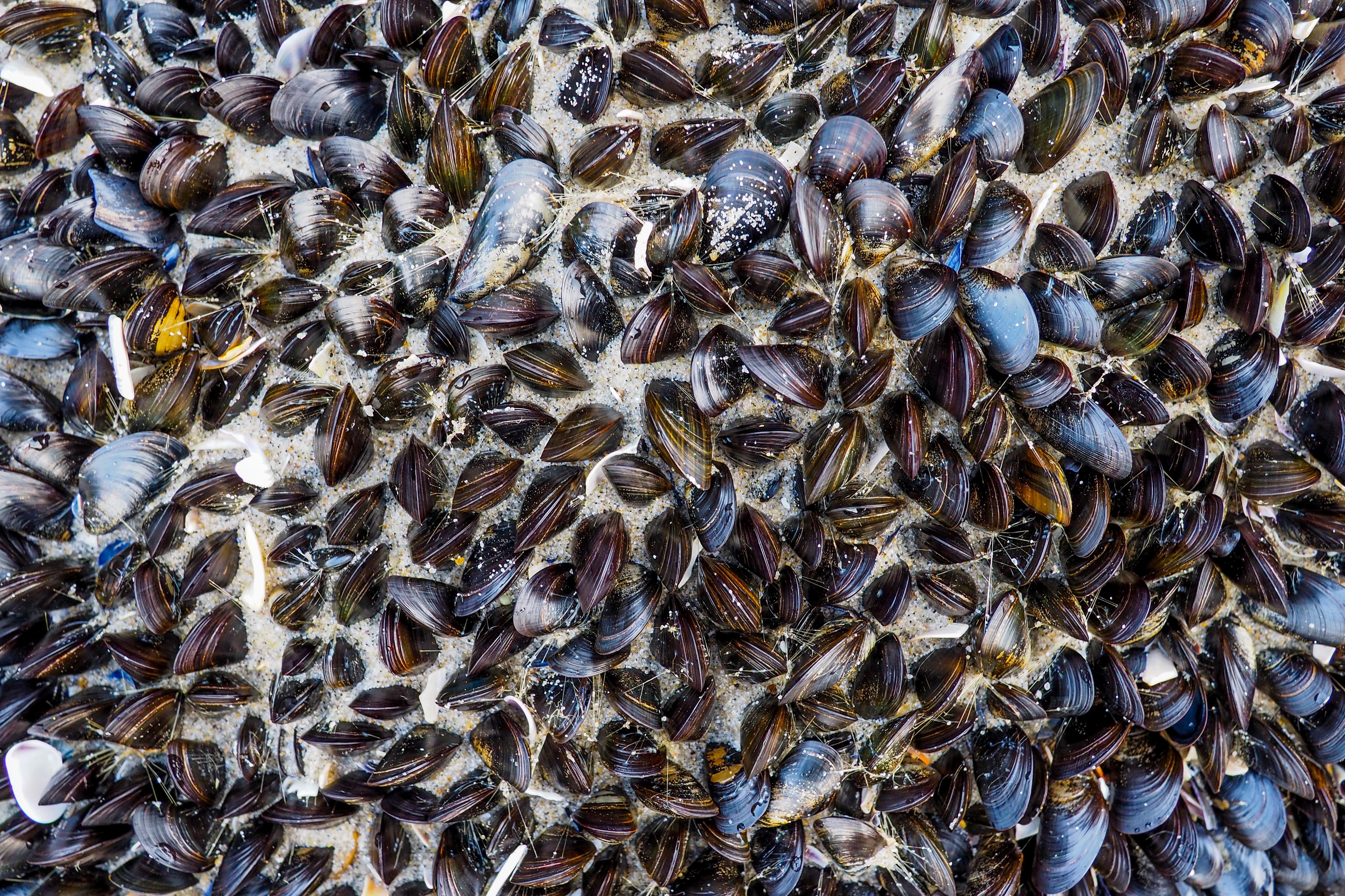 Scientists look to mussels' feet to build a better adhesive