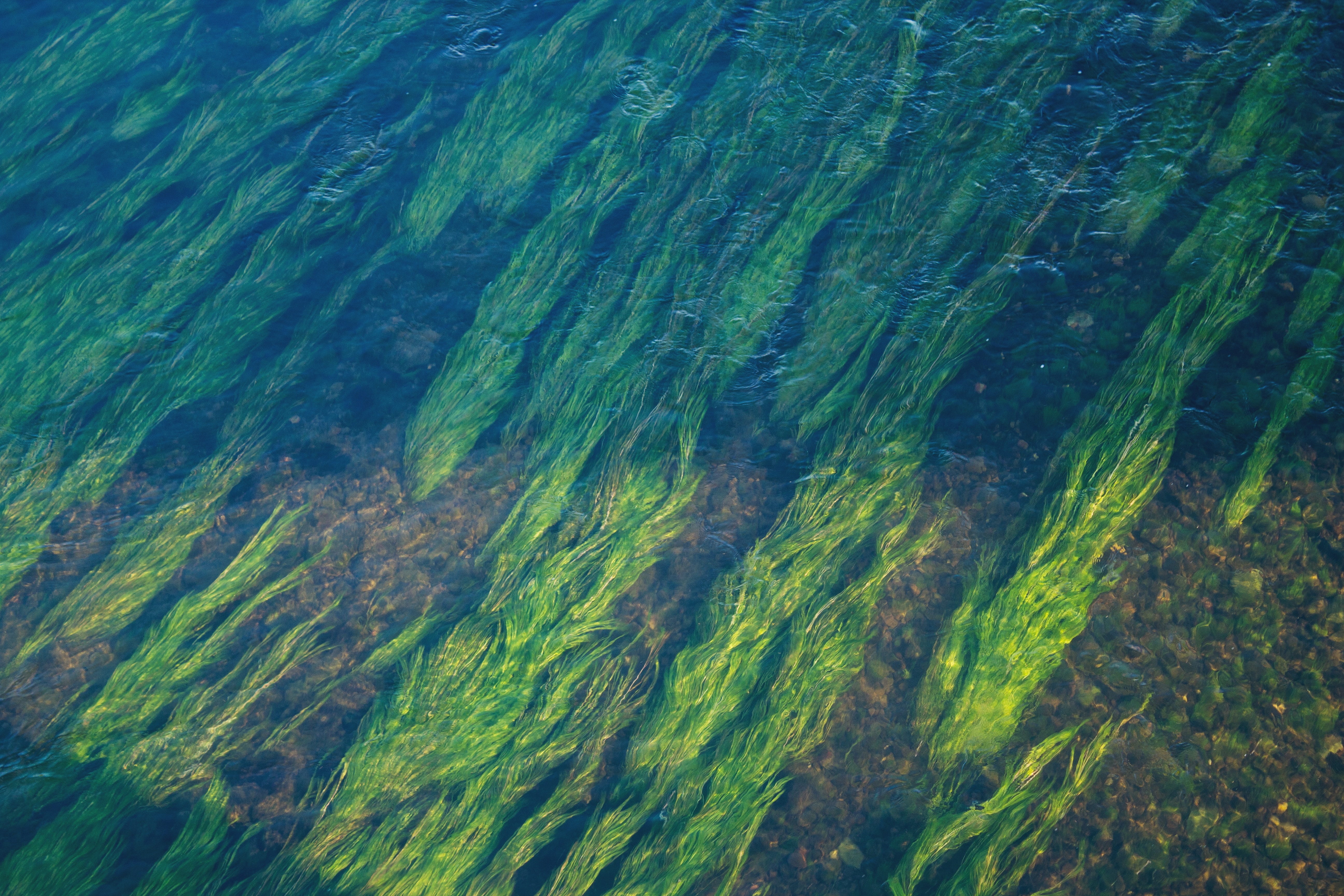 Soon, algae might absorb carbon dioxide emissions before they even ...