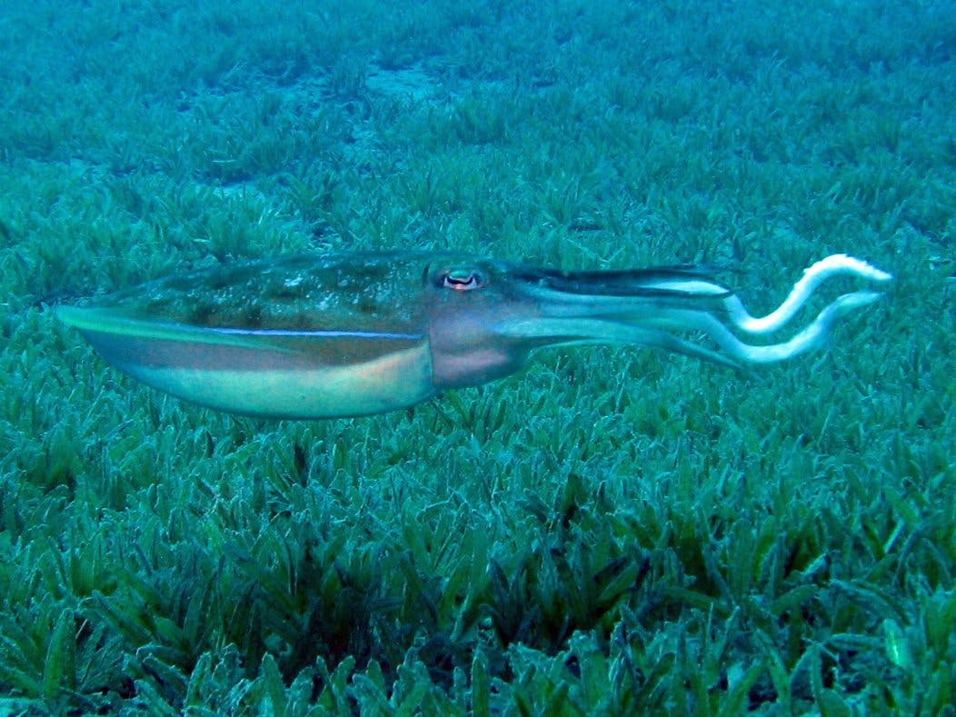 Specialized nerves let squid tentacles strike with lightning speed