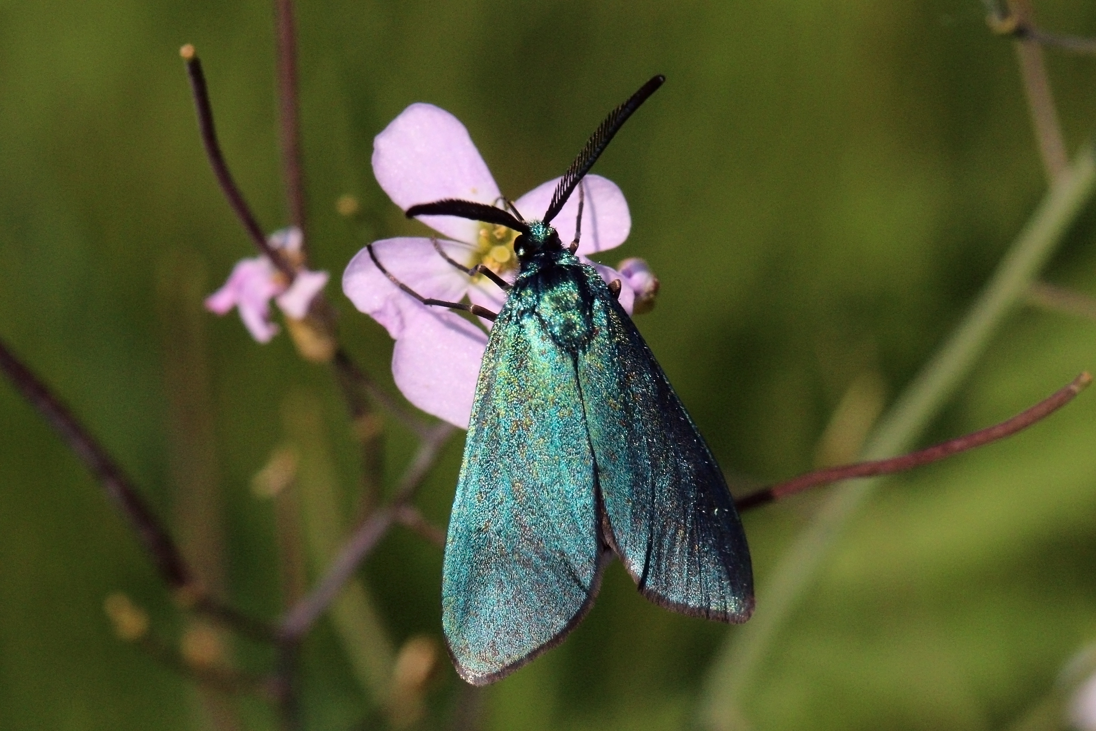 Meet the colour-changing green forester moth: a living water vapour sensor