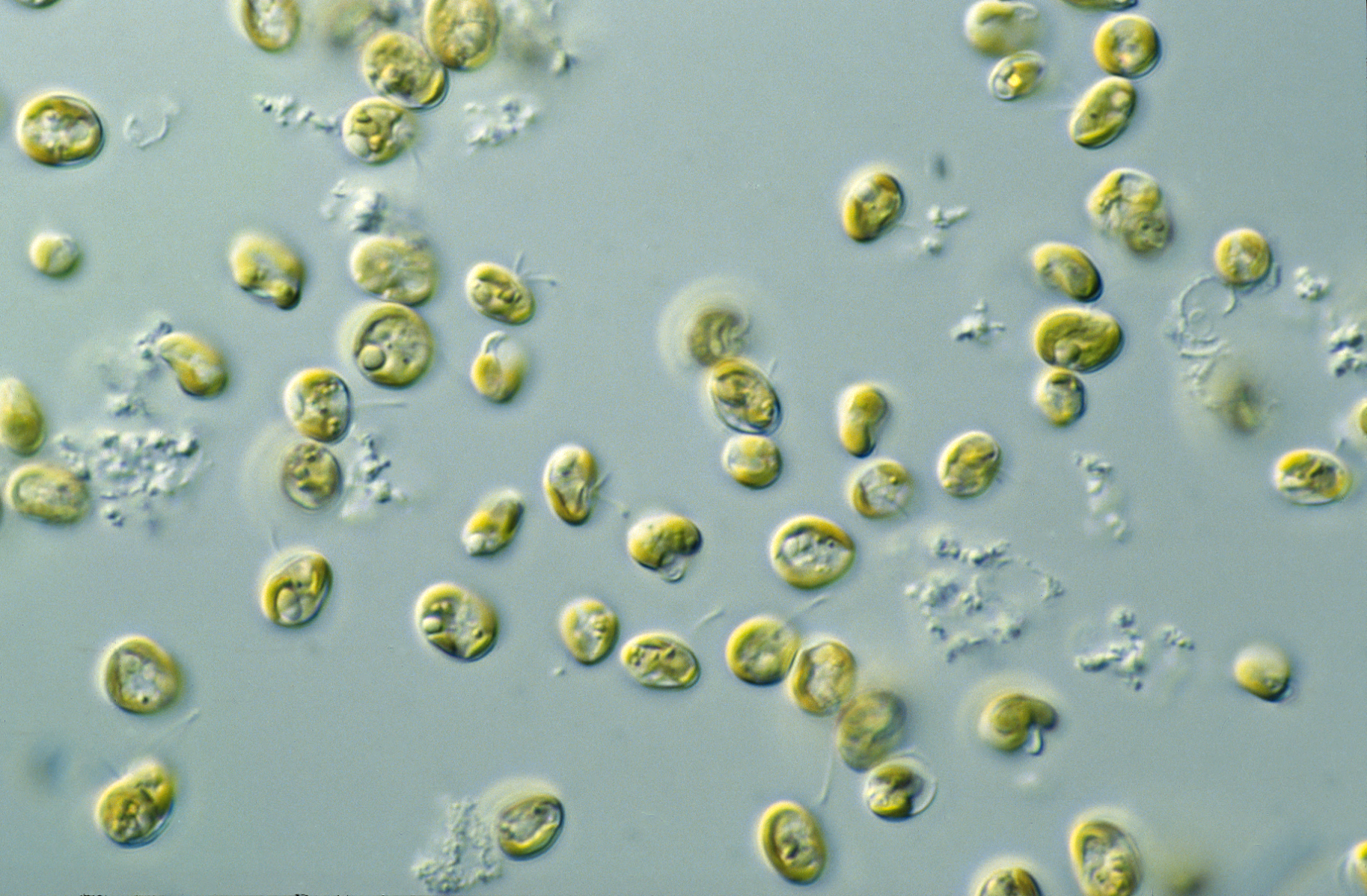 Algae keep nitrogen savings to help them survive nutrient-poor ocean waters