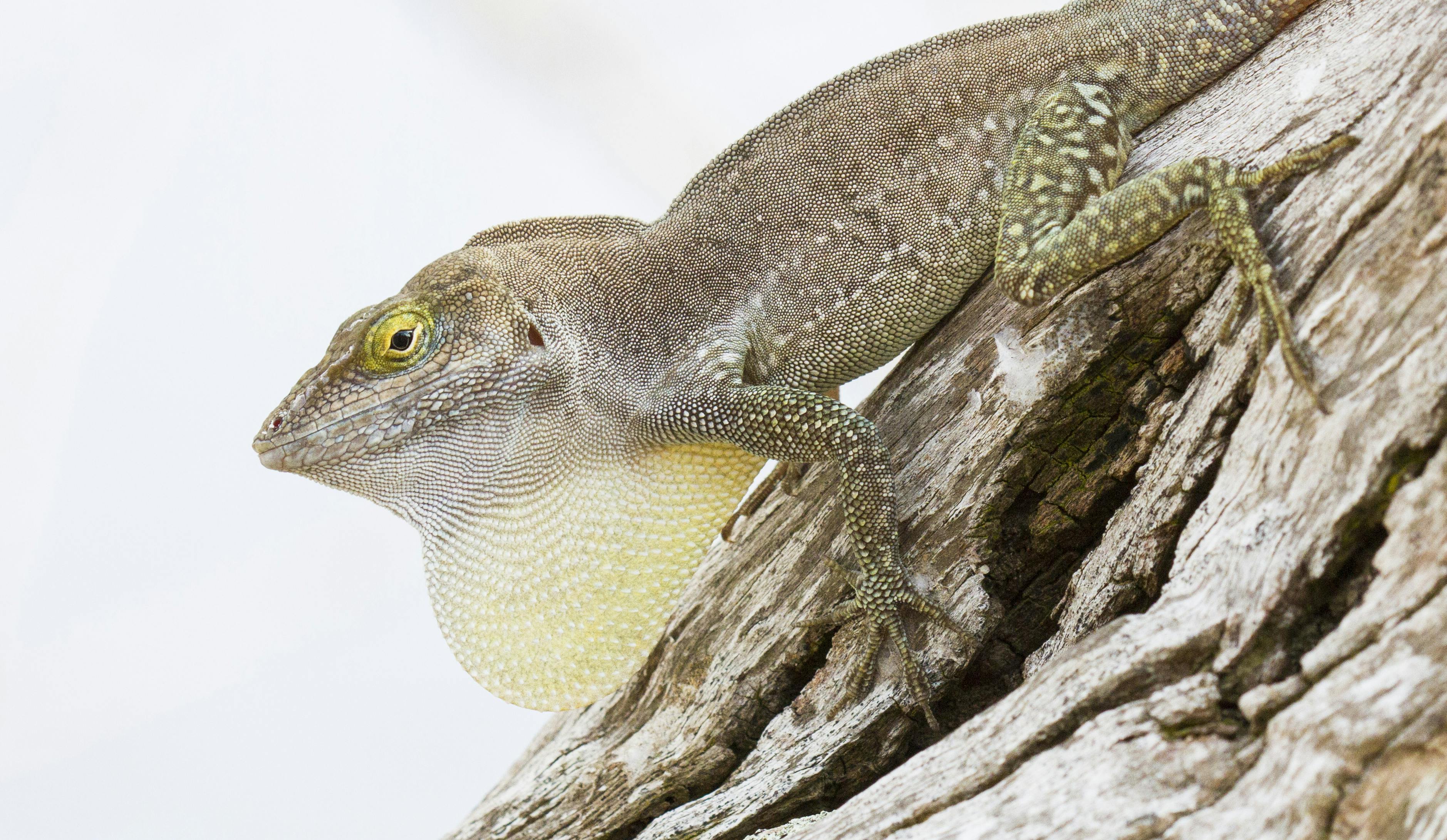 Hurricanes are shaping lizard feet all over the world