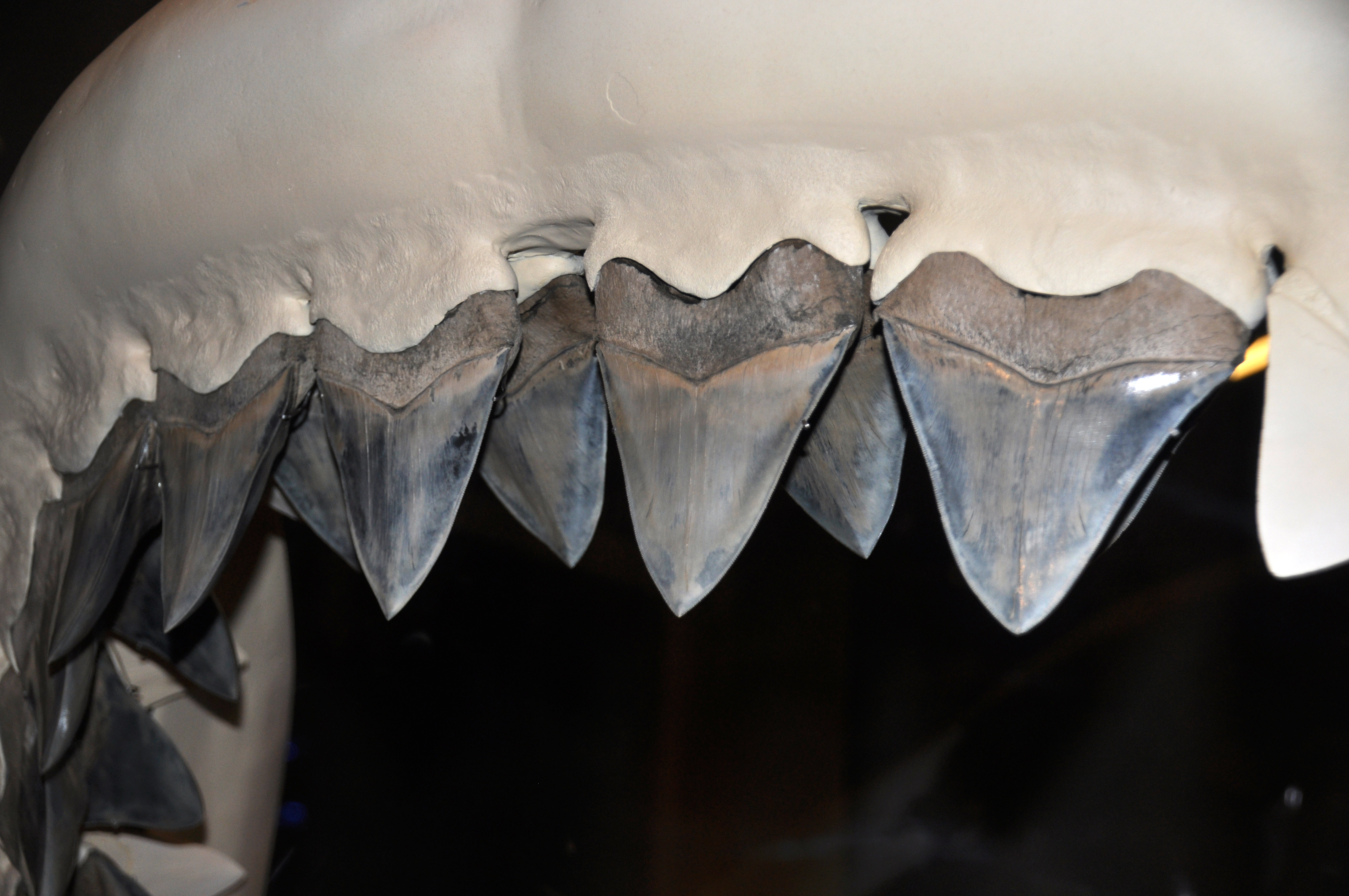 Even megalodon babies needed nurseries to survive