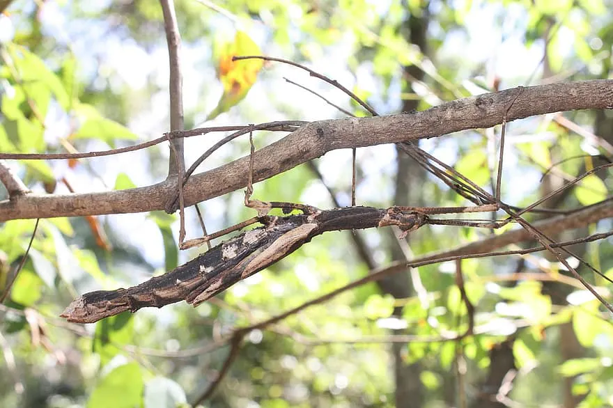 A viper's zig-zag colors help blur their predators' vision
