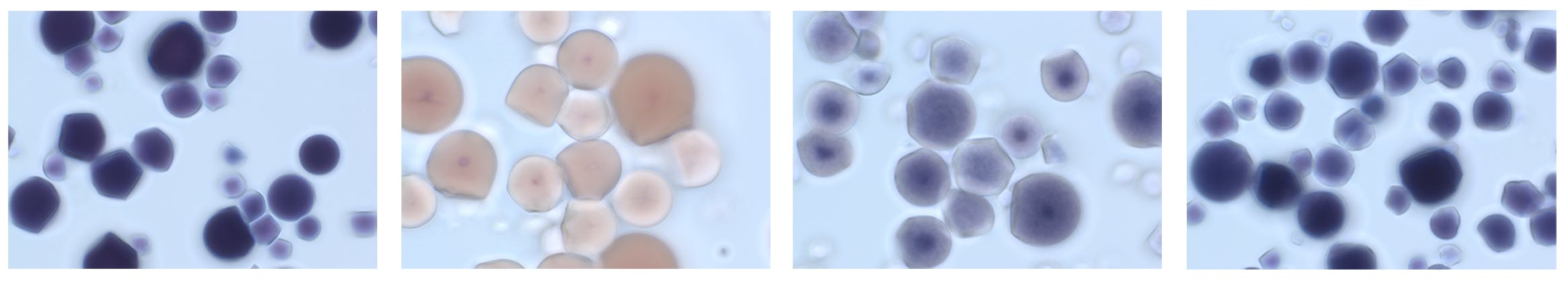 Your bubble tea could hold the key to helping millions of farmers